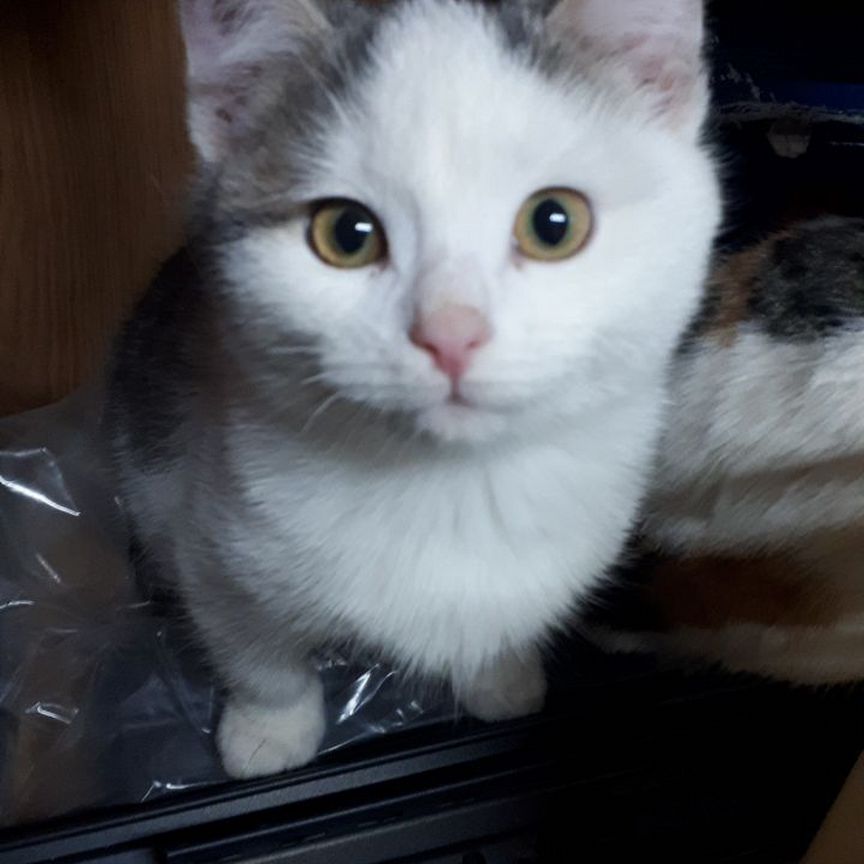 Котята выживают на промзоне