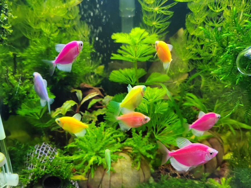 Аквариумные рыбки