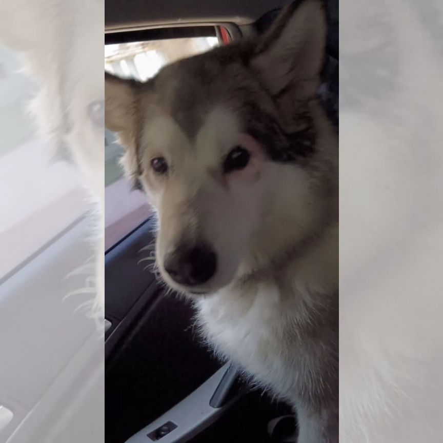 Аляскинский маламут, взрослая собака