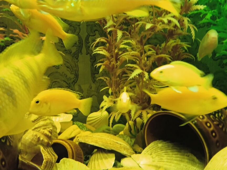 Малавийские цихлиды еллоу