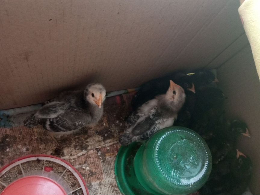 Цыплята суточные
