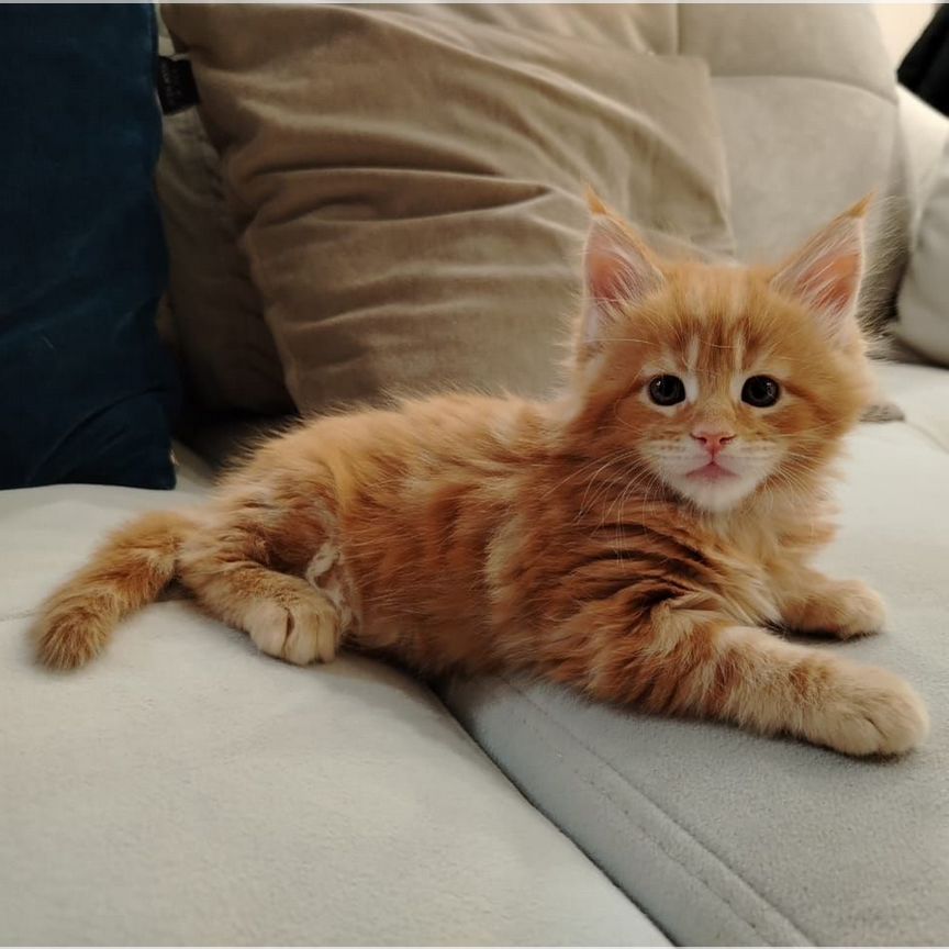 Котята мейн-кун