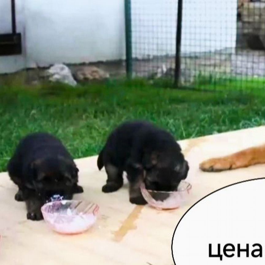 Немецкая овчарка, щенок