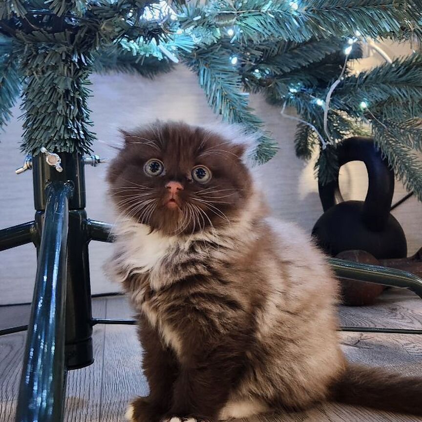 Шотландский вислоухий котенок