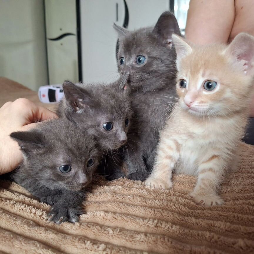 Котята в добрые руки