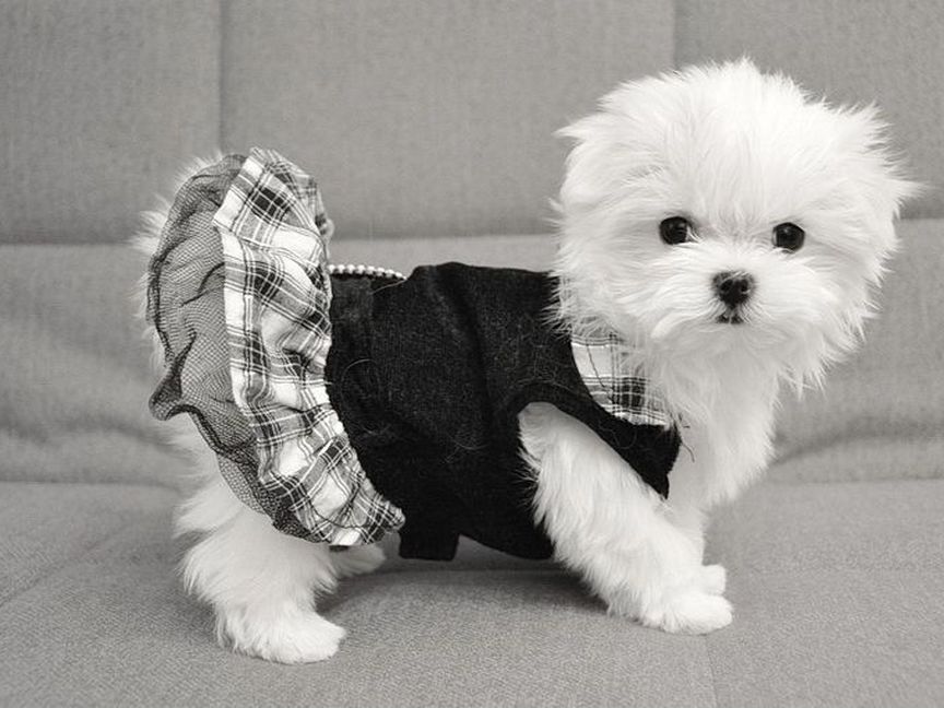 Модница Бейлис, щенки Мальтезе