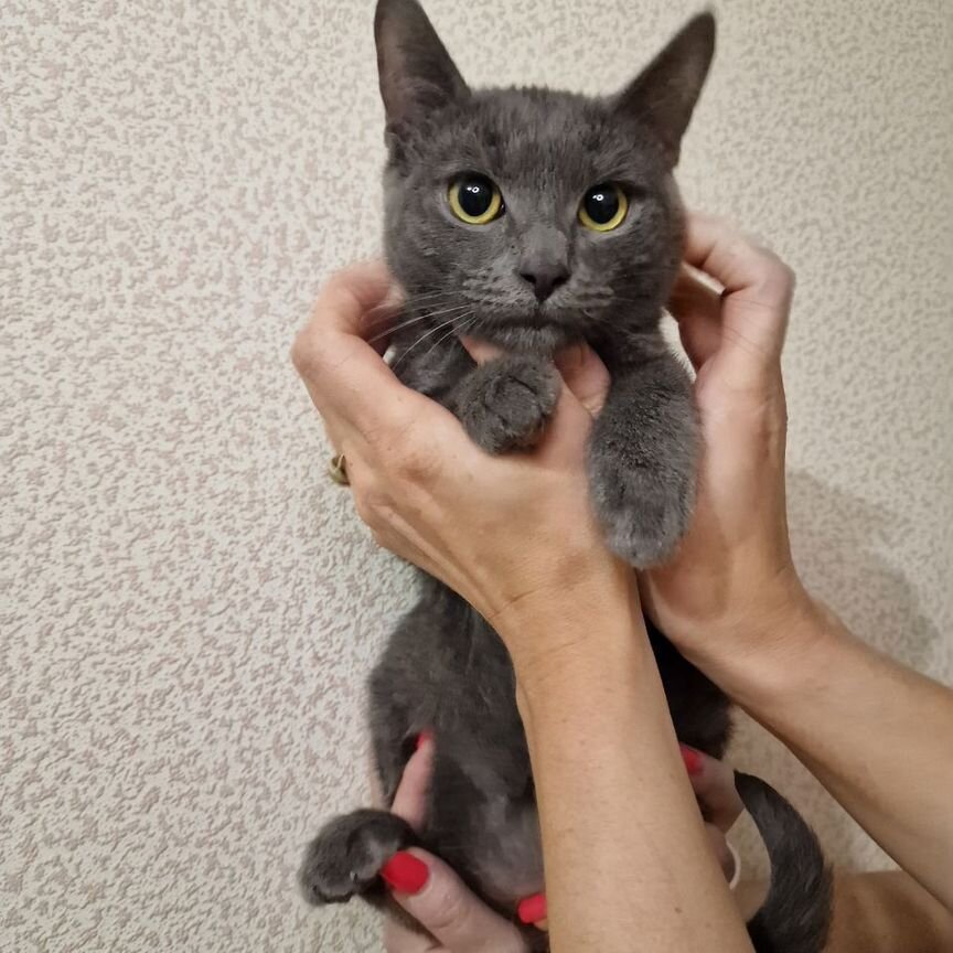 Котенок-волчонок в добрые руки
