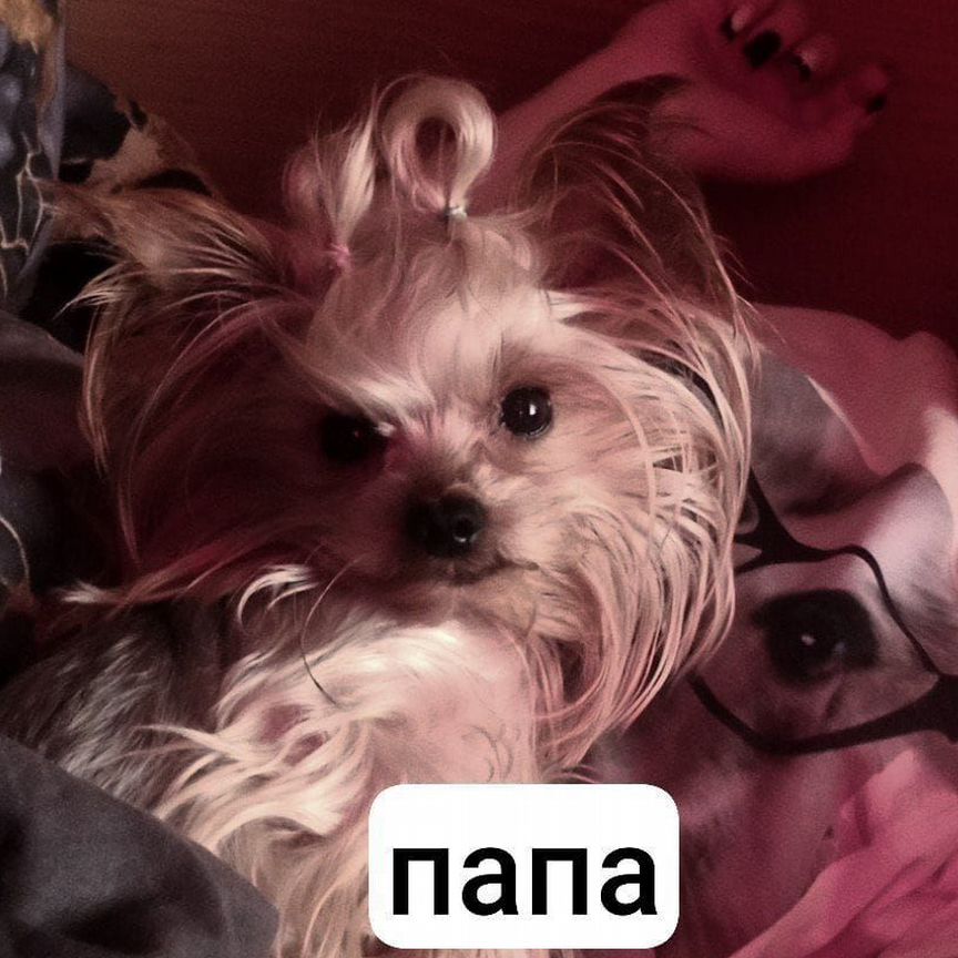 Йоркширский терьер, щенок