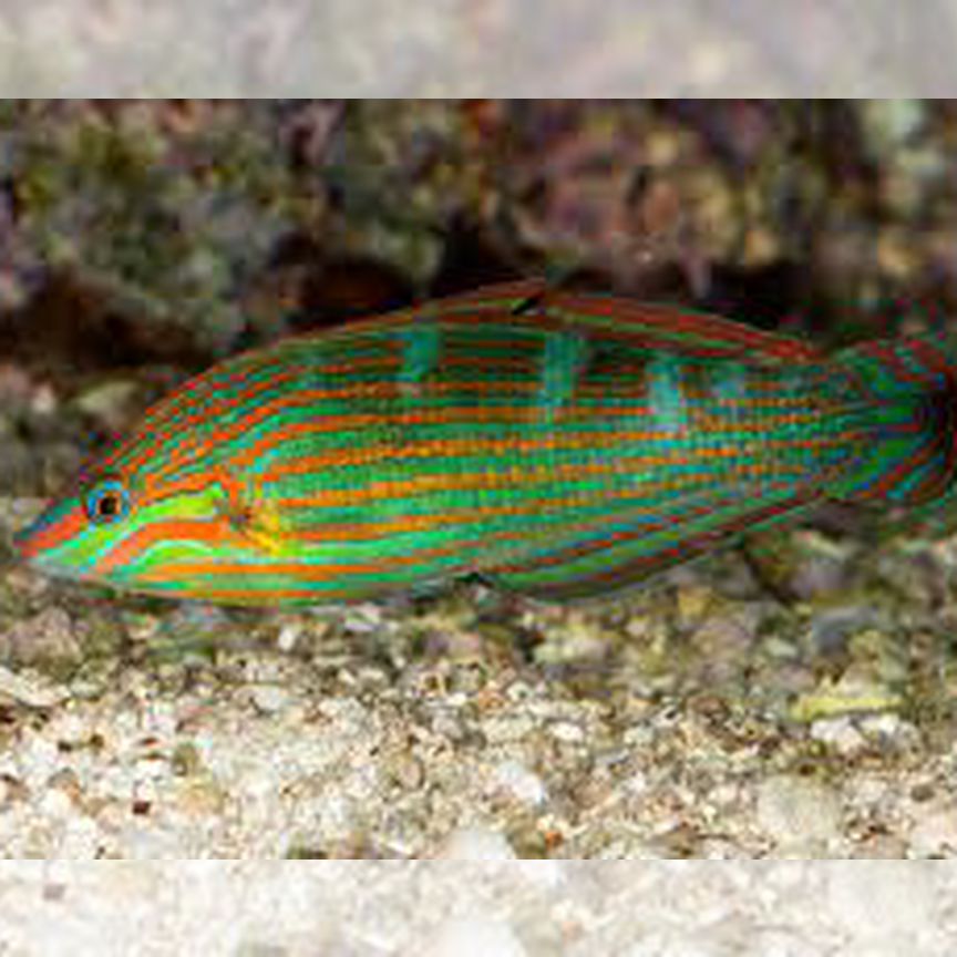 Морская рыбка Губан Меланурус