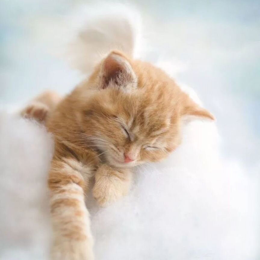 Спящий ангел рыжий котенок мальчик