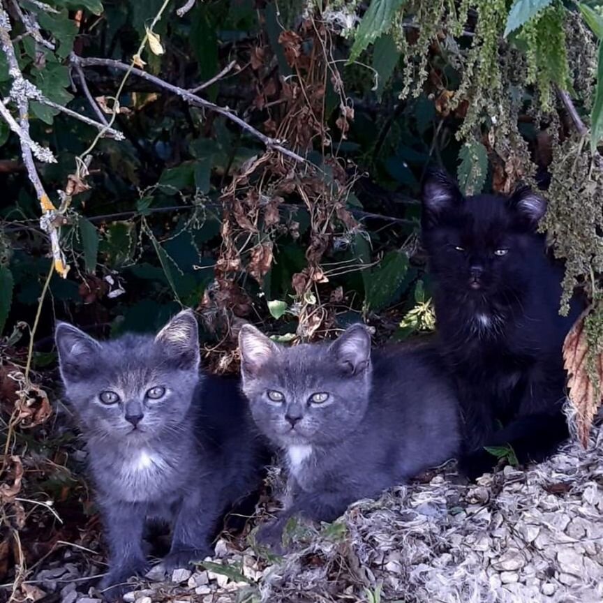 Котята в добрые руки в дар. Бесплатно