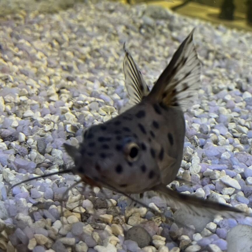 Синодонтис взрослый