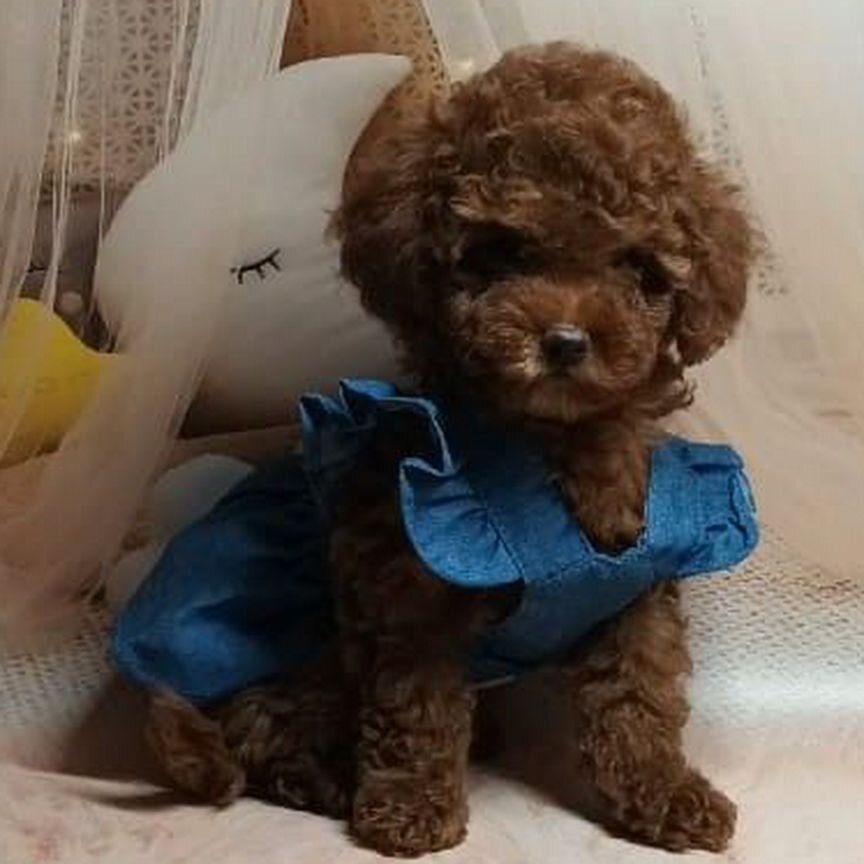 Той-пудель, щенок