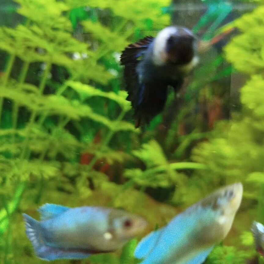 Рыбка Петушок