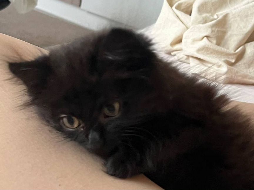 Кошка