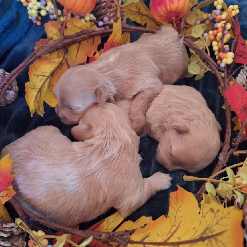 Мальтипу, щенок