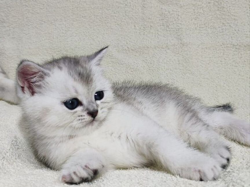 Шотландская (скоттиш страйт)