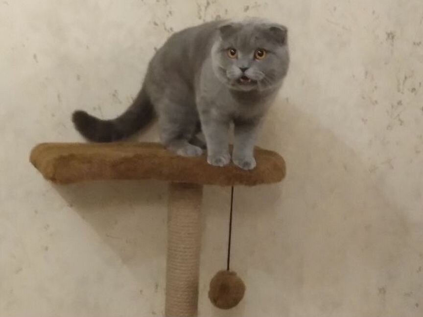 Шотландский кот вязка