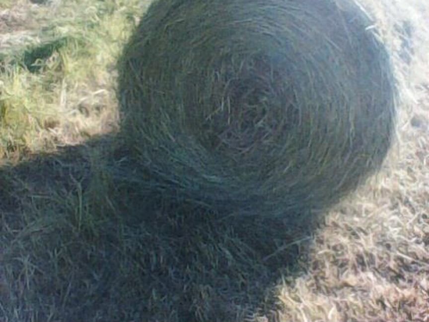 Сено-чай 2023г