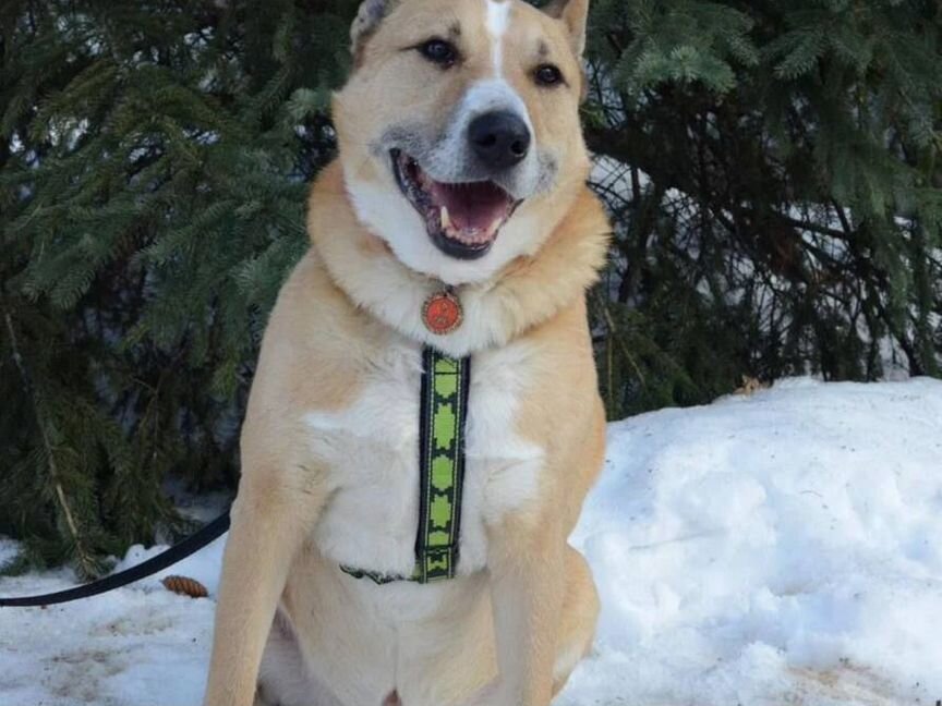 Собака в добрые руки