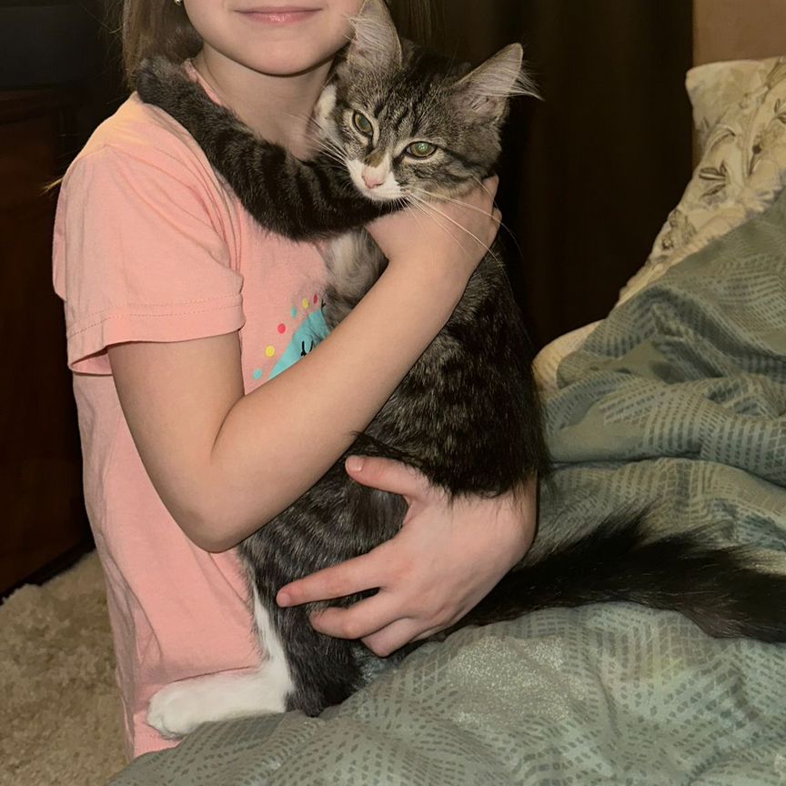 Кошечка в добрые руки