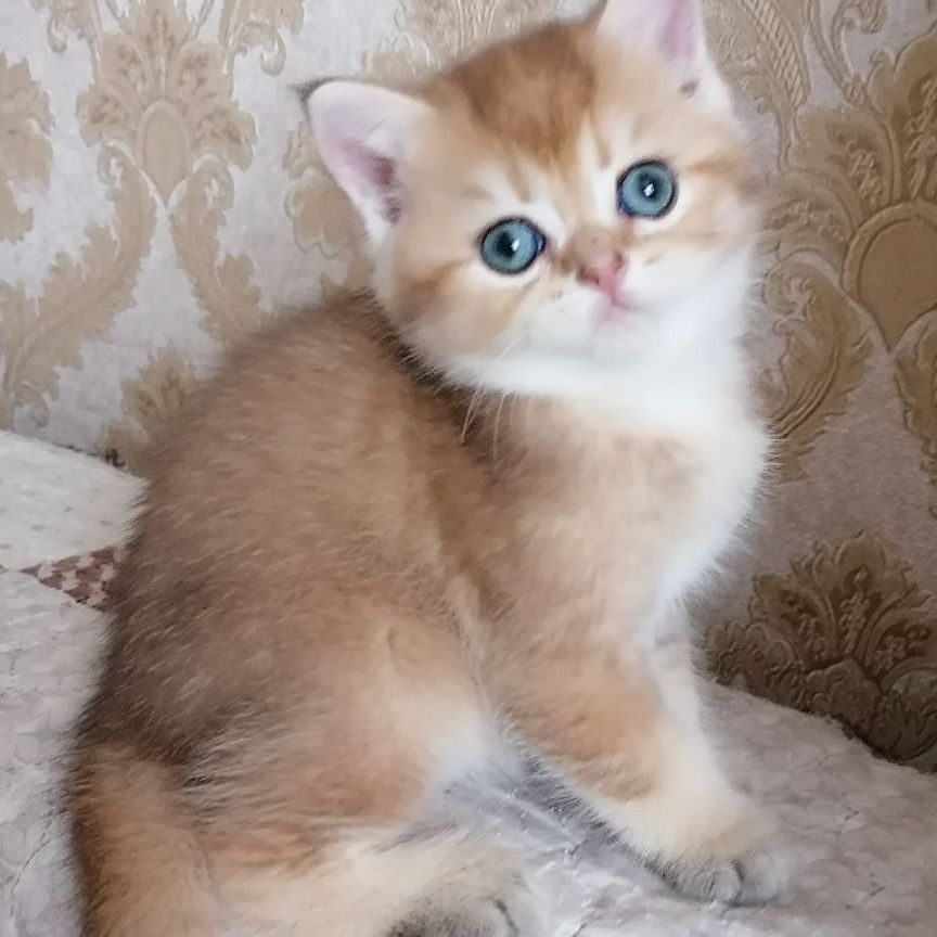 Британская шиншилла