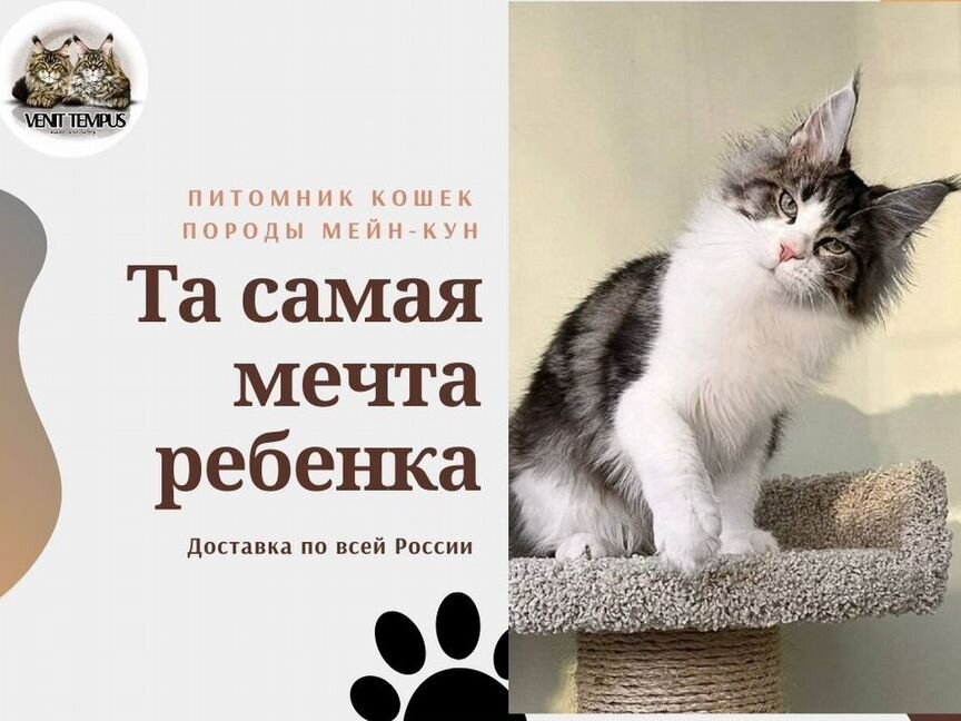 Купить котенка