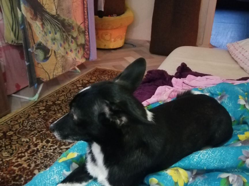 Собака в добрые руки отдам бесплатно