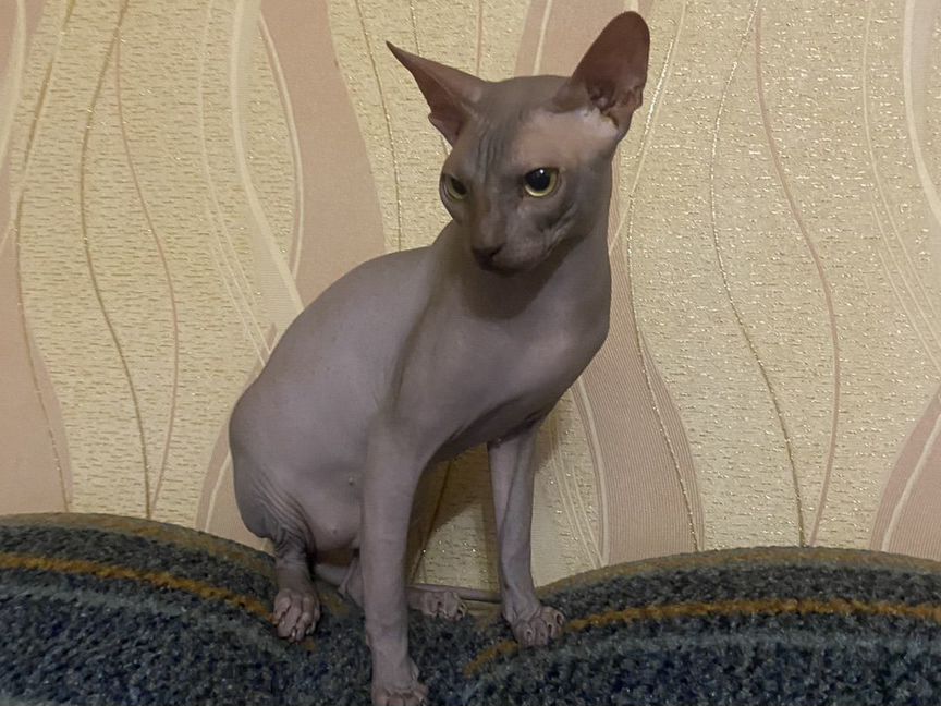 Донской сфинкс кот
