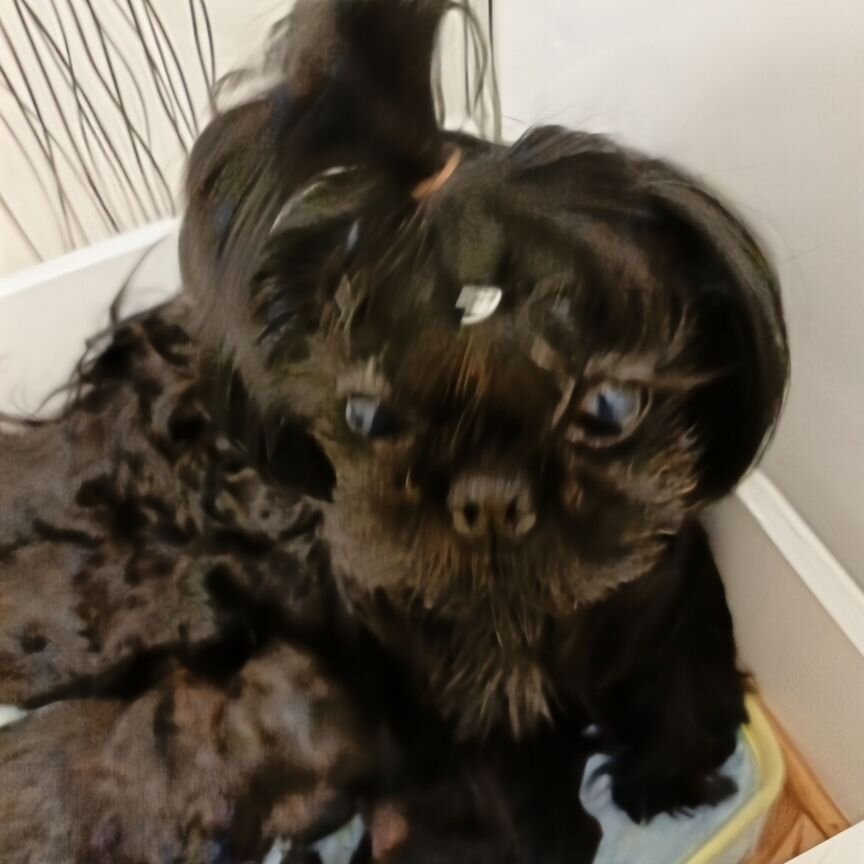 Ши-тцу, щенок