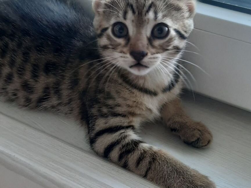 Бенгальская