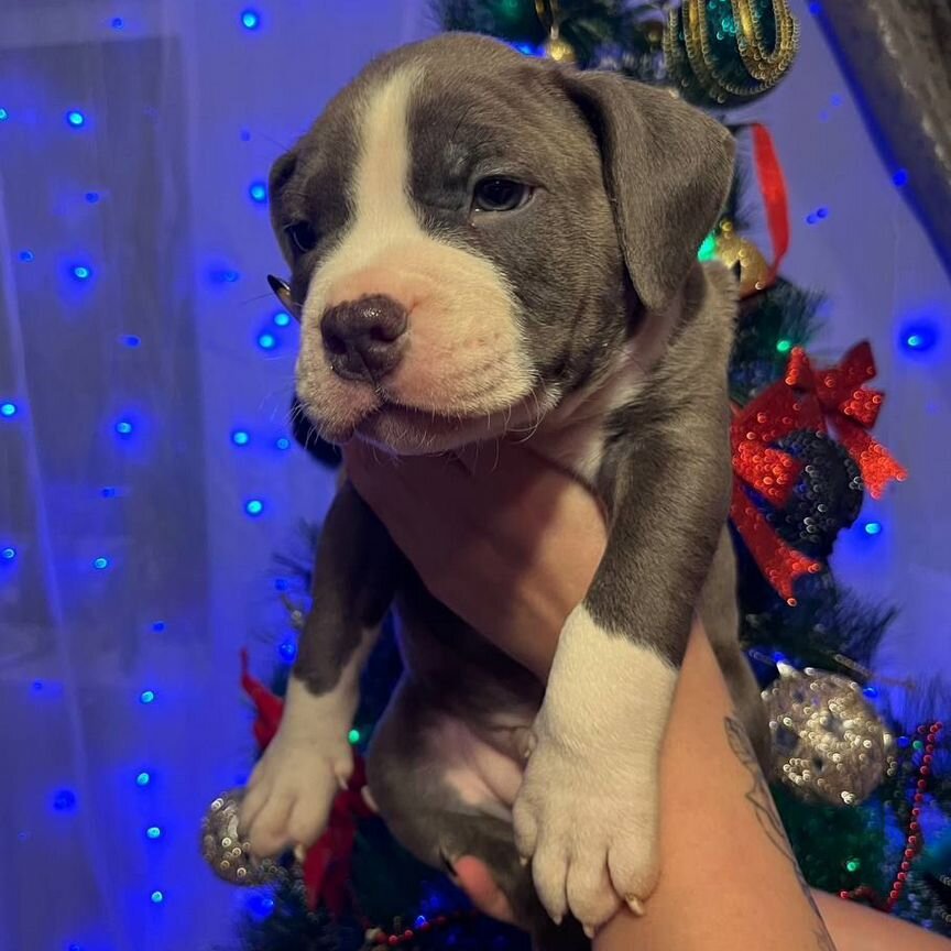 Щенки американского стаффа