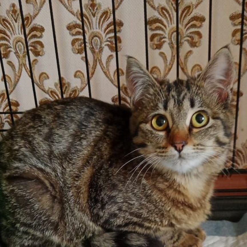 Котенок девочка 7 мес
