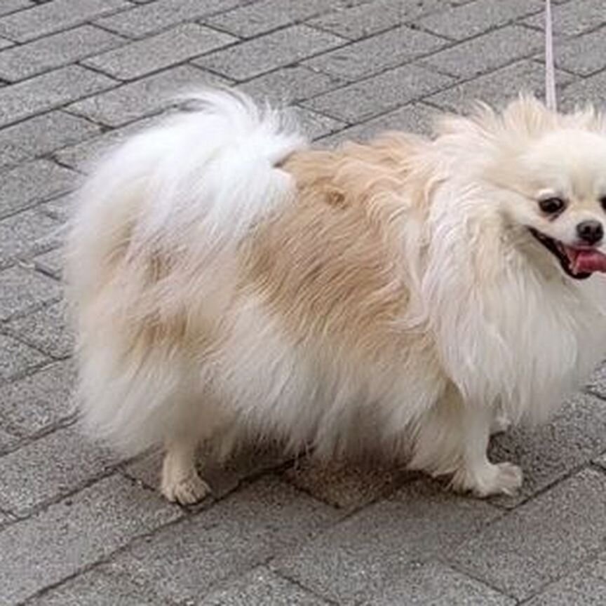 Немецкий шпиц, взрослая собака