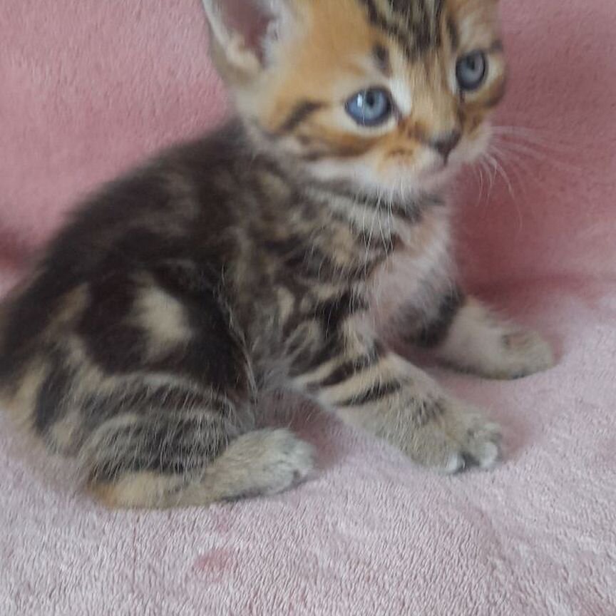 Шотландская