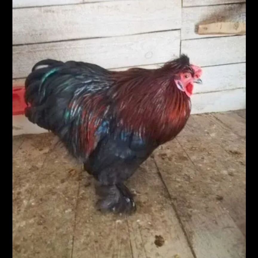 Петух декоративный