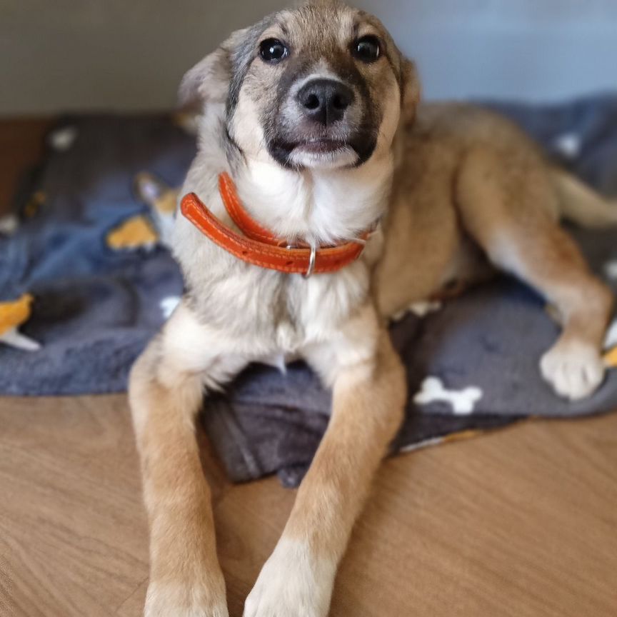 Щенок ищет себе частный двор