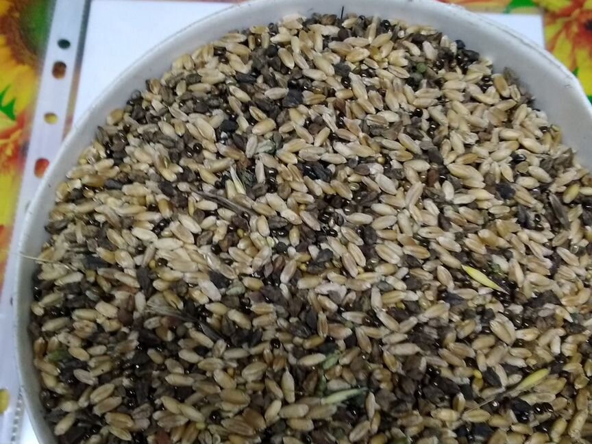 Отходы пшеницы