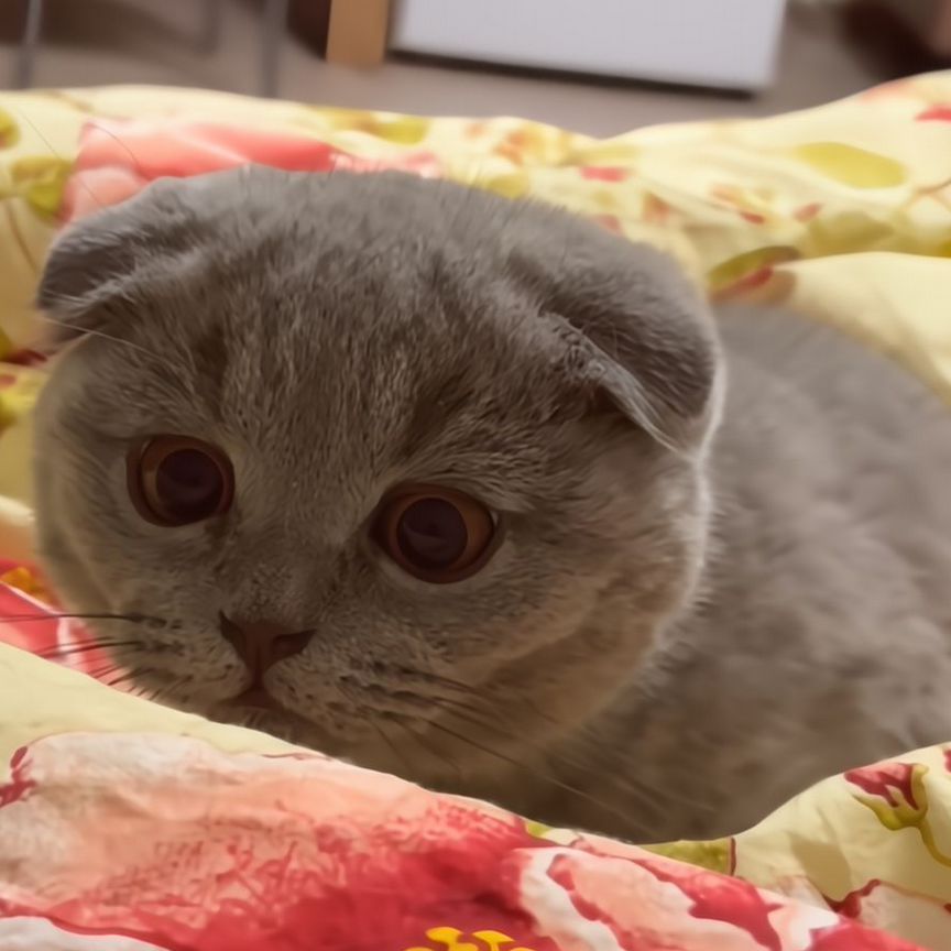 Шотландский вислоухий короткошёрстный котёнок