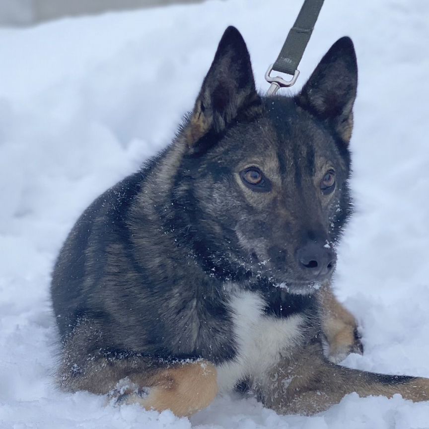 Взрослый пёс в добрые руки
