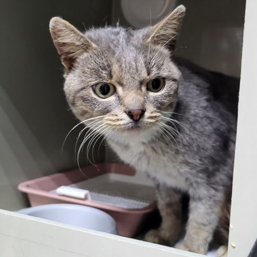 Взрослый кот в добрые руки