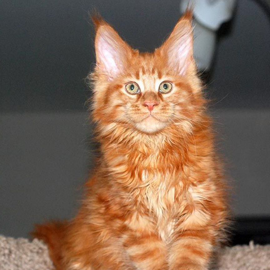 Мейн-кун котёнок