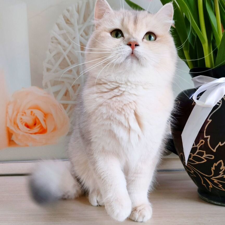 Голубая золотая завуалированная шиншилла