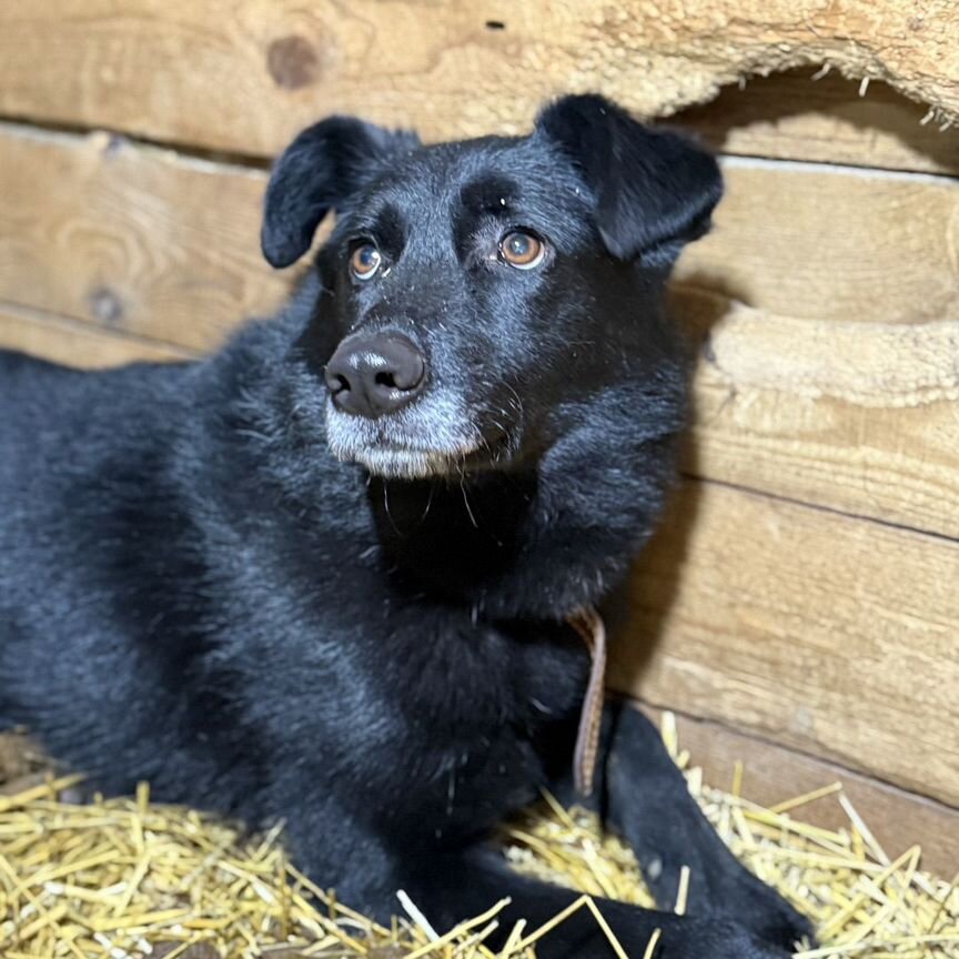 Собака из приюта Лиз ищет семью