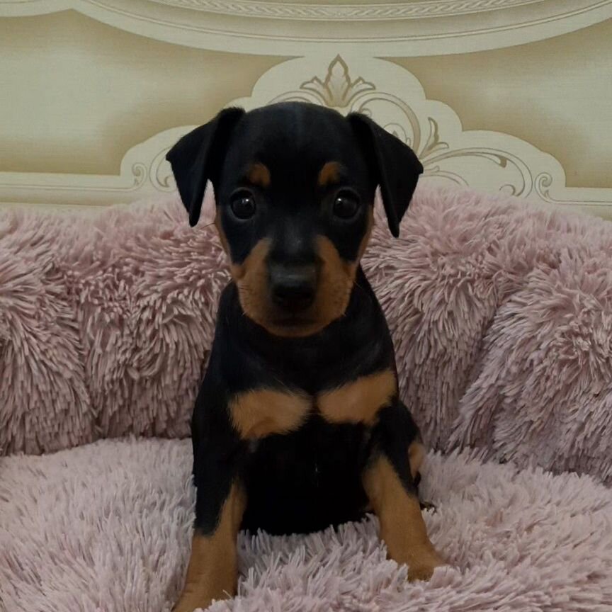 Щенки цвергпинчера