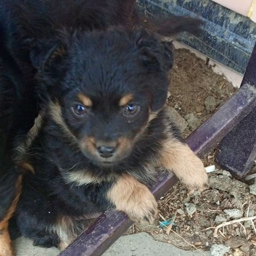 Щенята в добрые руки