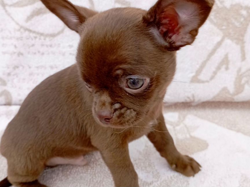 Чихуахуа шоколадки с документами