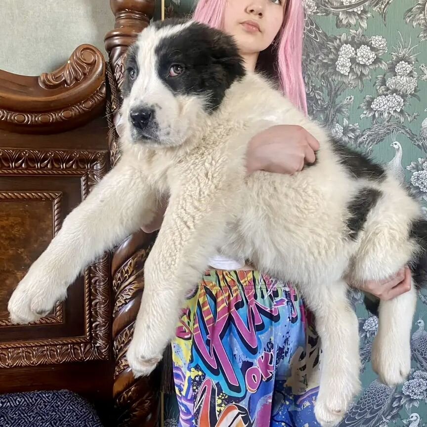 Среднеазиатская овчарка, щенок