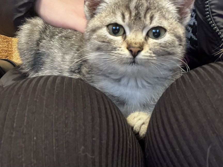 Котенок в добрые руки