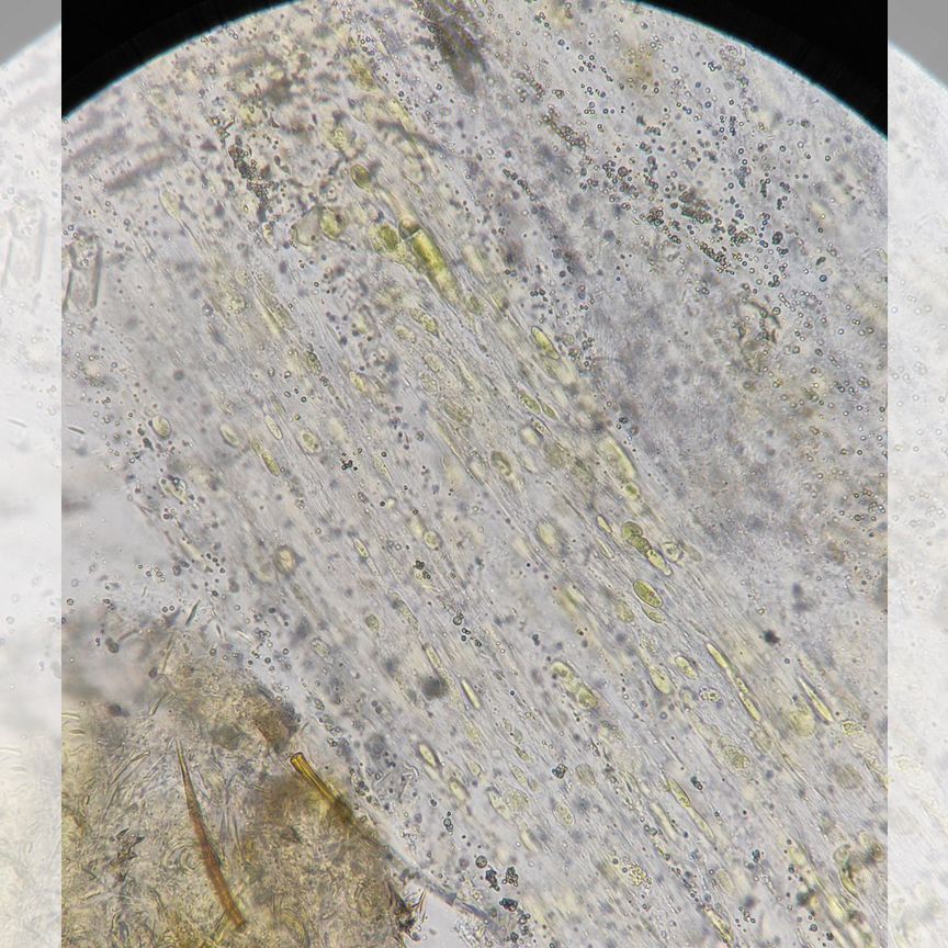 Анализ для птиц на паразитов